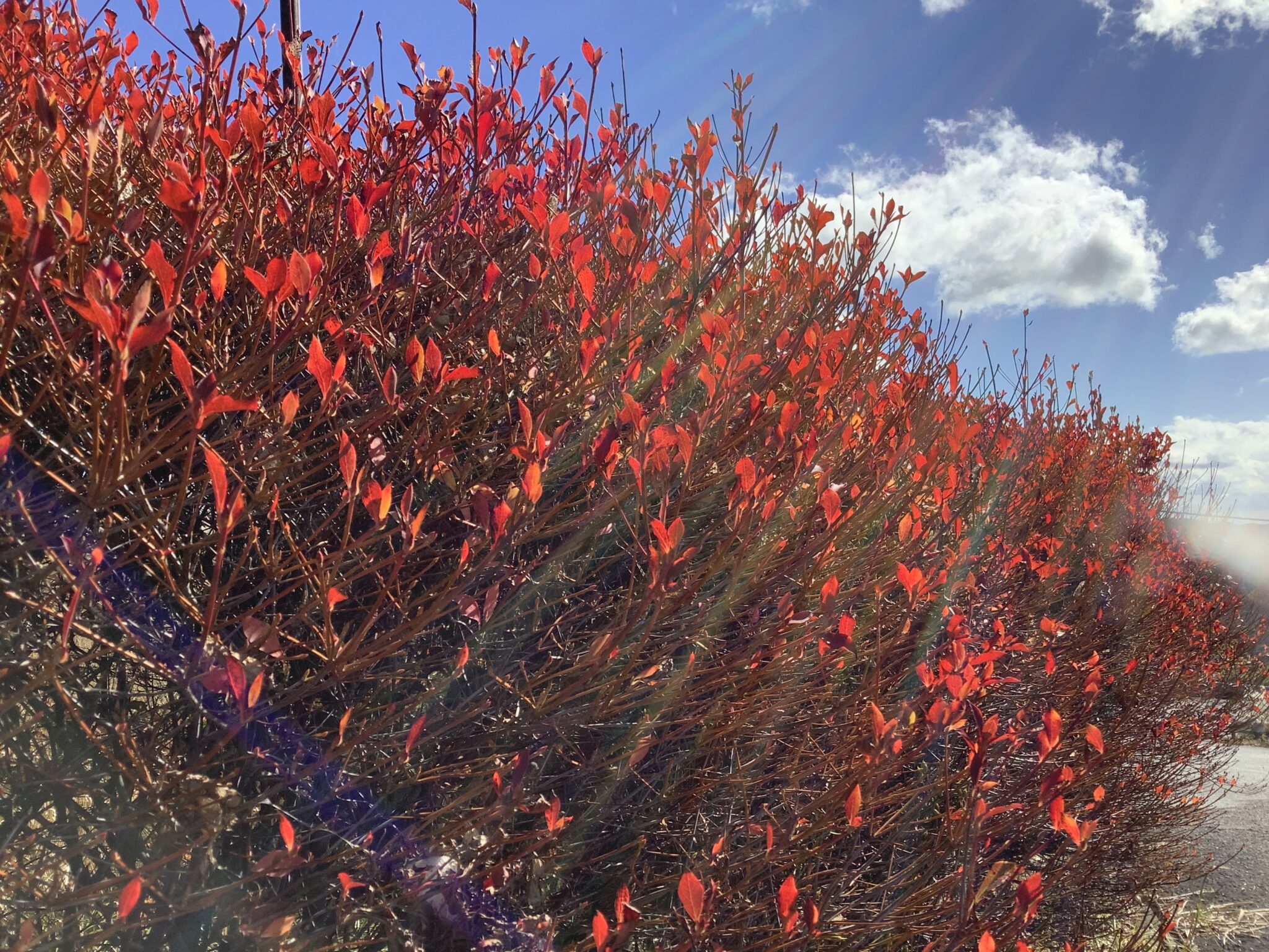 湯河原温泉旅館 源泉上野屋 公式HP【最低価格保証】 | おかげさまでアロマミスト作り大好評でした！